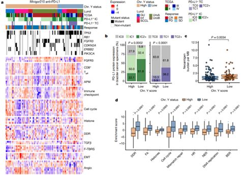 男性y染色体丢失，帮助癌细胞逃避免疫系统，促使癌症生长 生物探索