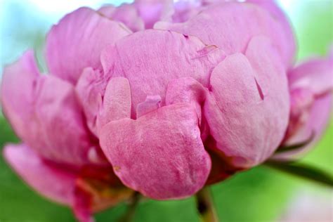 Peoni Pink Bunga Foto Gratis Di Pixabay Pixabay