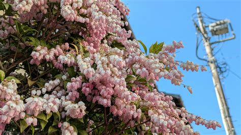 푸른 하늘을 배경으로 분홍색과 흰색 꽃이 만발합니다 사진 Unsplash의 무료 꽃 이미지