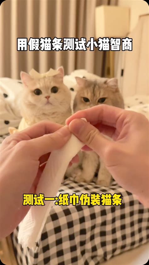 噗醬小喵🐱 貓砂盆好像買的太大了 貓貓貓貓星人貓貓日常貓咪貓奴日常喵喵喵喵星人喵星人日常布偶貓英短藍貓英短金