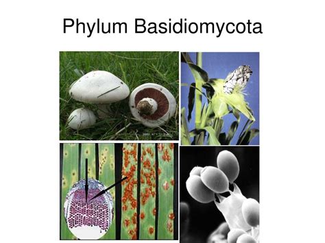 Phylum Basidiomycota Examples