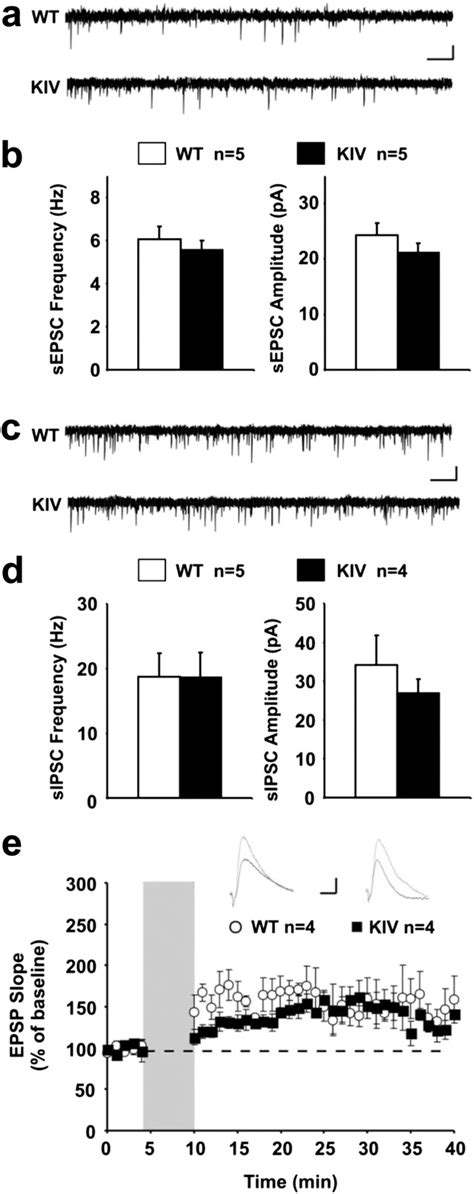 Fig S4 Hippocampal Synaptic Transmission And Spike Timing Dependent