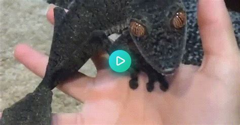 The Satanic Leaf Tailed Gecko  On Imgur