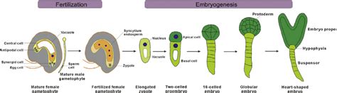 Developmental And Genomic Architecture Of Plant Embryogenesis From