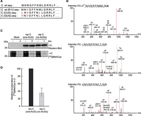 Figure 3 From A Viral Rna Motif Involved In Signaling The Initiation Of