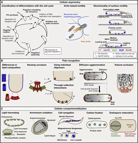 Subcellular Organization A Critical Feature Of Bacterial Cell