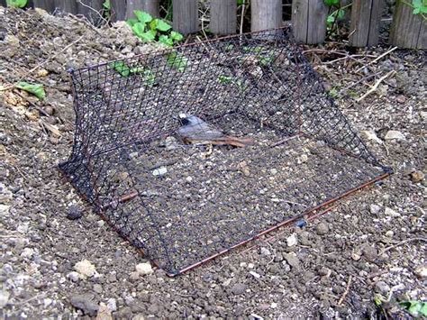Spring Traps Tsb30n Tent Spring Trap For Trapping Small Birds Base
