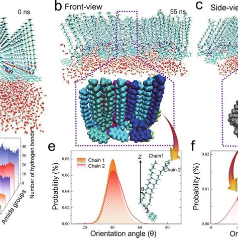 Md Simulation Results Of Chiral Supramolecular Structures Formed By The