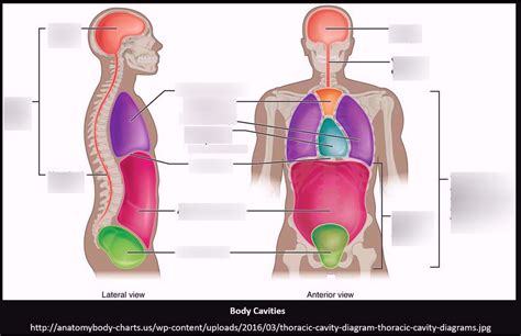 Body Cavities Diagram Quizlet