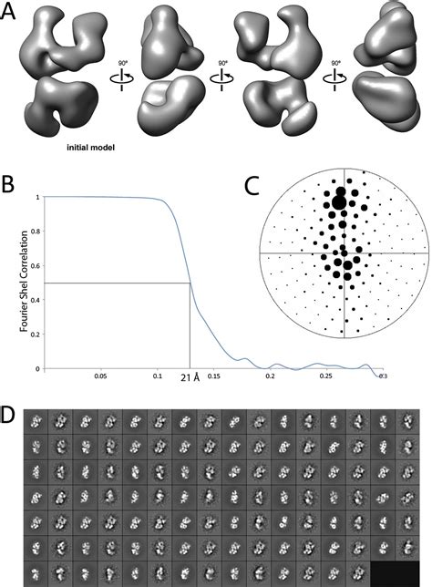 Molecular Architecture Of Human Polycomb Repressive Complex 2 ELife
