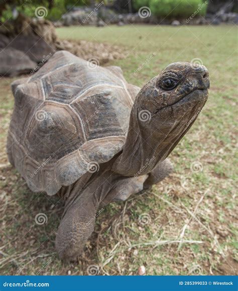 Large Turtle Is Pictured In A Lush Grassy Field Surrounded By Stunning