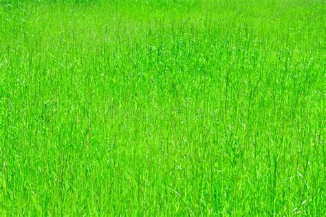 Empty Background Made Of Green Lush Grass With Copy Spacegreen Grass