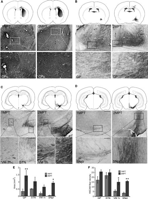 Stem Cell Derived Human Striatal Progenitors Innervate Striatal Targets