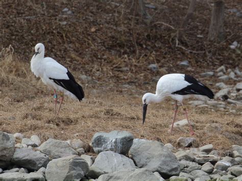 たなっちの鳥らぶ散歩