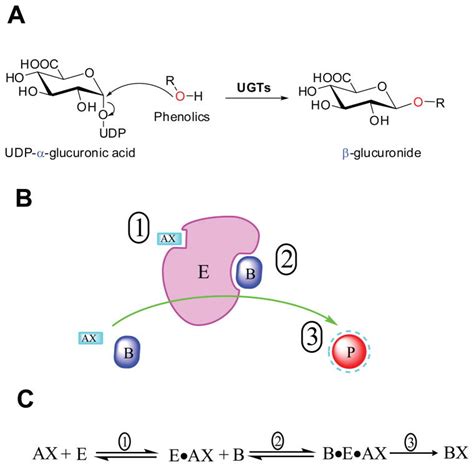 First Pass Metabolism Via Udp Glucuronosyltransferase A Barrier To