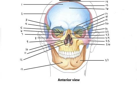 Anatomy Head Bones Pt 2 Diagram Quizlet