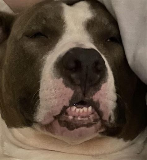 This Is Ruby Also Known As Ruby Doo And As You Can Tell She Is Clearly A Super Vicious Staffy