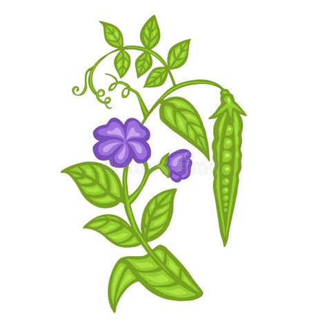 Soja O Brote De Guisantes Con Hojas Y Vainas Ilustraciones Vectoriales