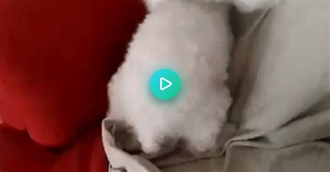 Caniche Sex Toy Album On Imgur