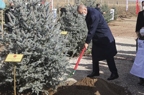 Millions Of Saplings Set To Be Planted In International Forestation