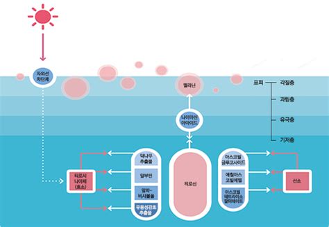 피부과학 미백화장품의 원리