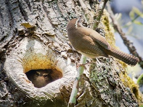 10 Types Of Nests Of Different Bird Species ༺♥༻ Maya Rani ༺♥༻