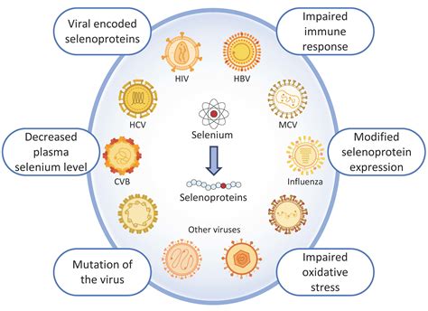 Nutrients Free Full Text Selenium Selenoproteins And Viral Infection