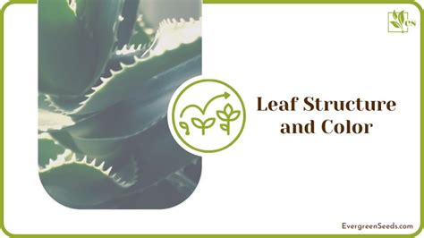 How To Identify Edible Aloe Vera Plants A Complete Guide Evergreen Seeds