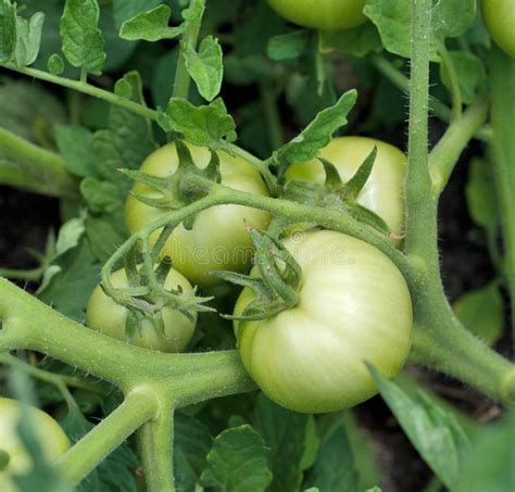 Cutworm Eats Green Tomato Stock Image Image Of Nature 21327761