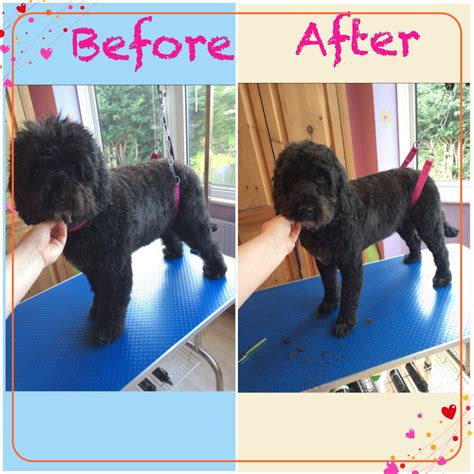 Cockapoo Haircut Before And After