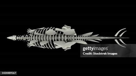 Stegosaurus Fossil Fotografías E Imágenes De Stock Getty Images