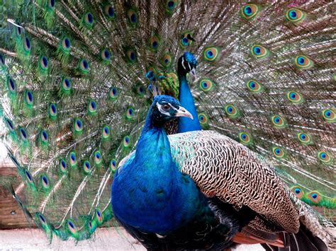 Peacocks In Pittencrieff Park All You Should Know Before You Go 2026
