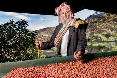 شجرة البن جازان