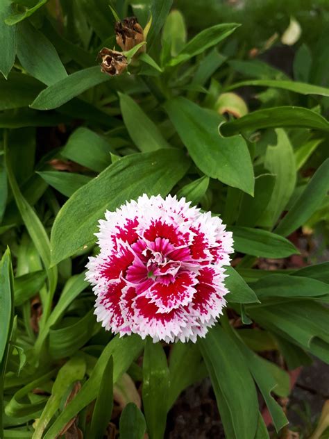 Horto Didático De Plantas Medicinais Do Hu Ccs