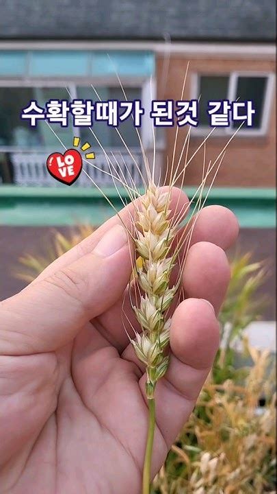 옥상텃밭 황금물결 수확할때가 된 보리 밀 Gold Wave On Rooftop Garden 황영웅 영원한내사랑 Youtube
