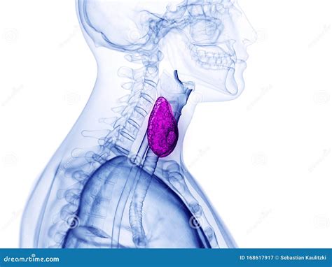 Thyroid Gland Royalty Free Cartoon 80524964