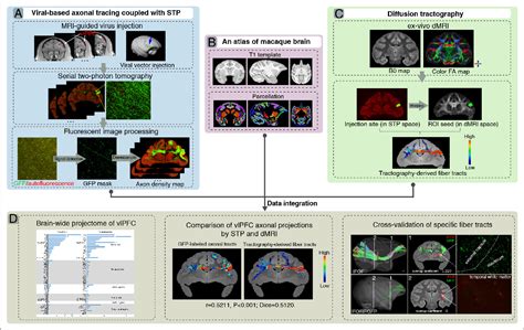 Figure 1 From Mapping Brain Wide Excitatory Projectome Of Primate Prefrontal Cortex At Submicron