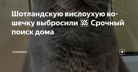 Шотландскую вислоухую кошечку выбросили 🆘️ Срочный поиск дома Lexiandko Дзен