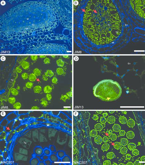 Arabinogalactan Protein Distribution During Quercus Suber Download Scientific Diagram