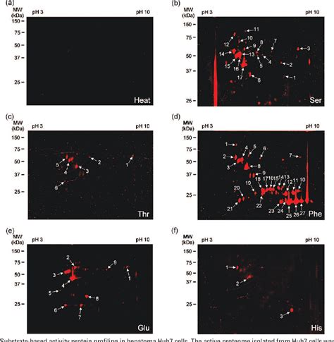 Figure 2 From Activity Based Proteome Profiling Of Hepatoma Cells During Hepatitis C Virus