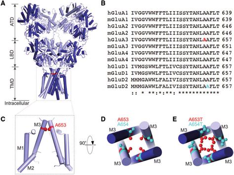 The A653t Gria3 Mutation Relative To The Lurcher Mutation A Download Scientific Diagram