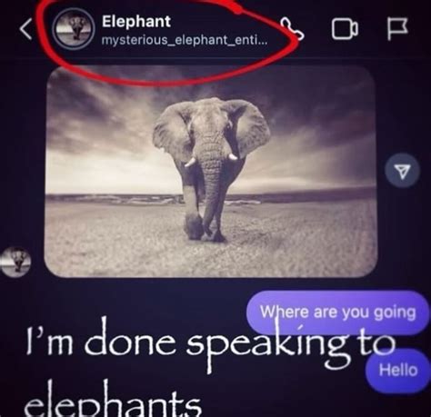 Elephant
