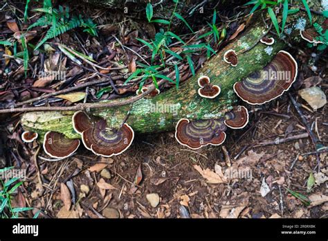 Colorful Concentric Mushroom Circles Growing From Decaying Trunk In The