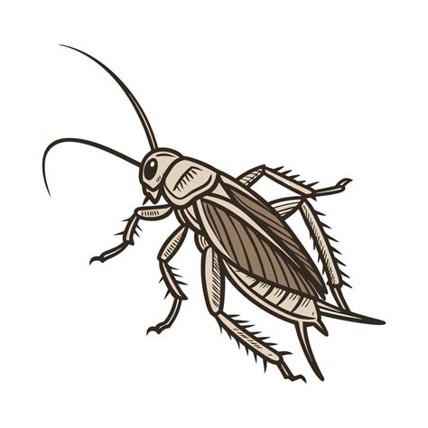 Acheta Domesticus Insect Design On White 59076796 Vector Art At Vecteezy