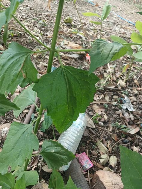 ต้นหนุมานประสานกาย