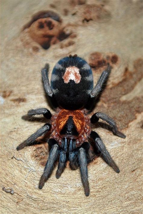 Trinidad Dwarf Tarantula Cyriocosmus Elegans Tarantula Lab