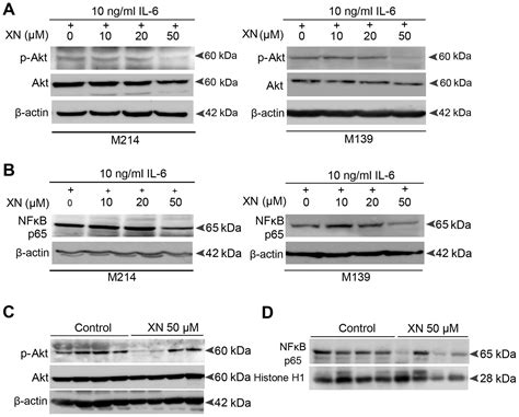 Xanthohumol Inhibits Stat3 Activation Pathway Leading To Growth