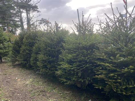 Crowlas Trees Marazion