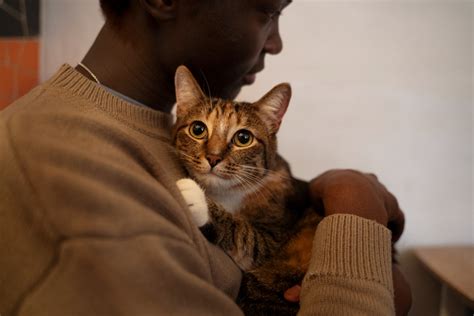 Langage corporel des chats comment comprendre votre félin