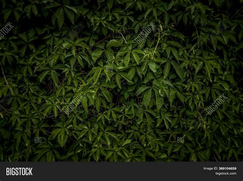 Moody Dark Green Image And Photo Free Trial Bigstock